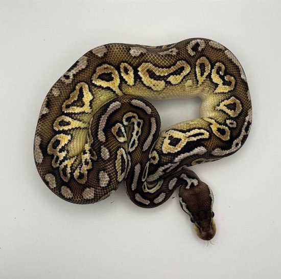 Cinnamon Cypress Honey Ball Python by Katz Kritterz