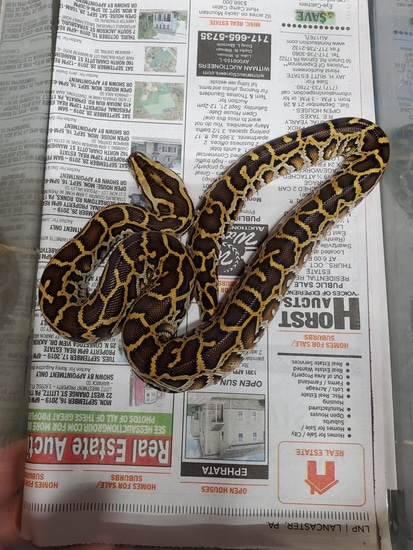 HALF Dwarf Poss Het Albino Burmese Python by Party animalz farm
