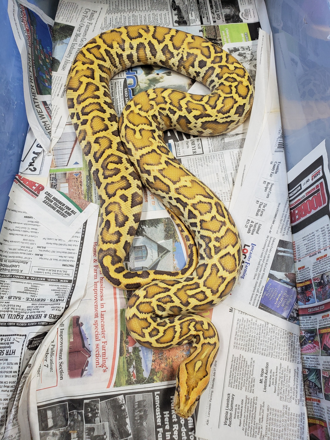 Caramel Gc 4ft Female Burmese Python by Party animalz farm - MorphMarket