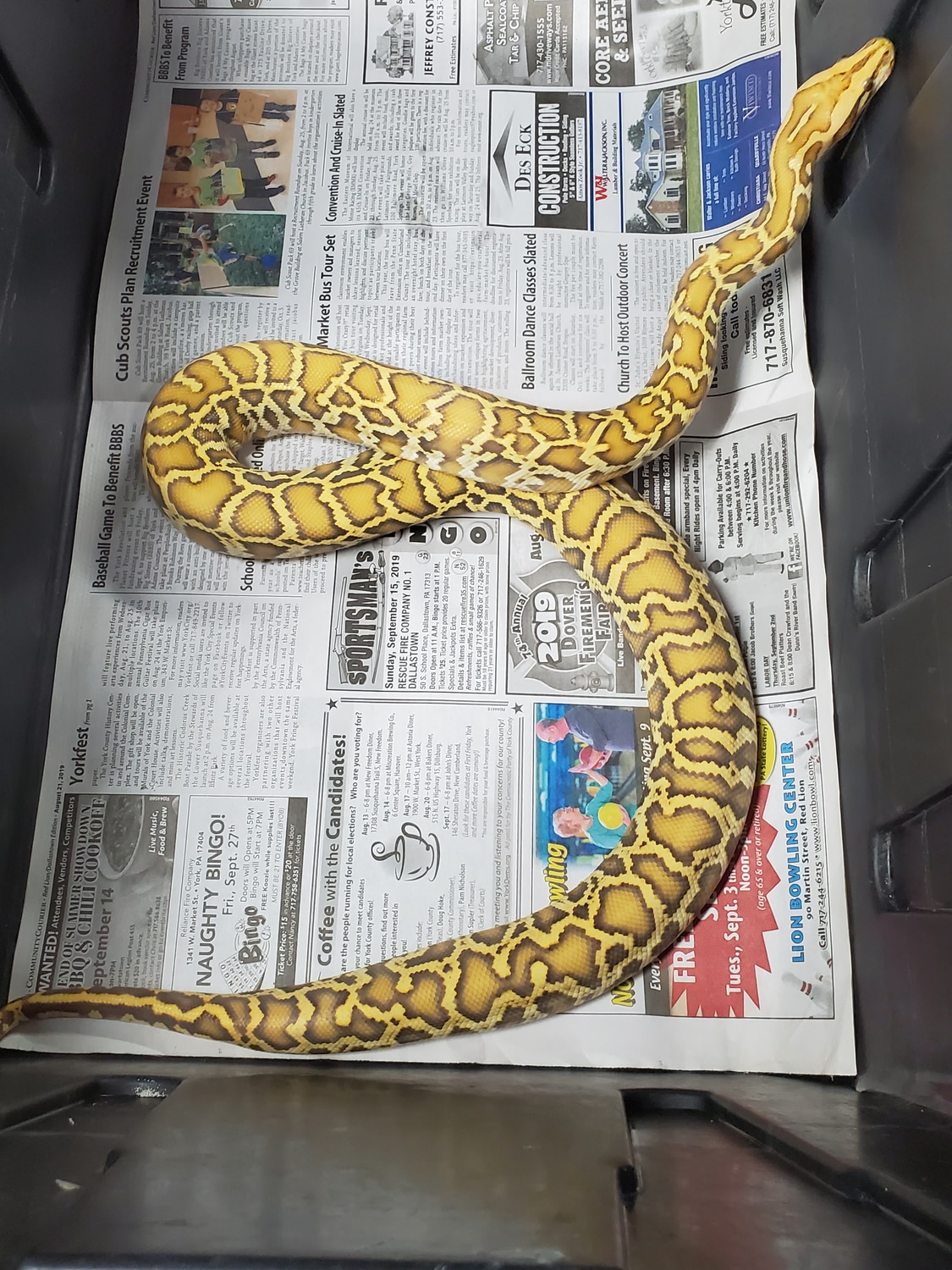 Caramel Started! Burmese Python by Party animalz farm - MorphMarket