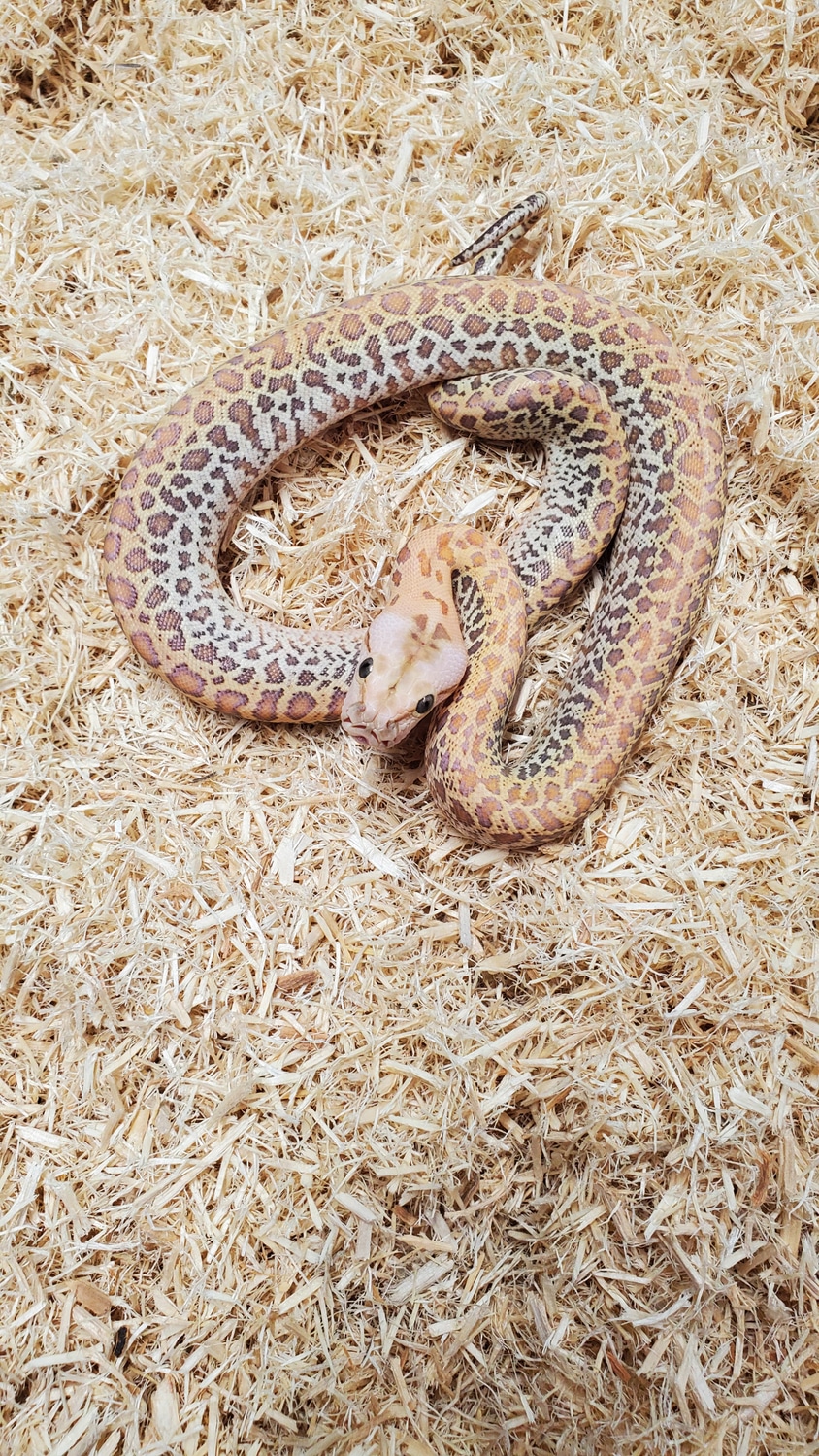 Hypo Granite Pha Burmese Python by Party animalz farm - MorphMarket