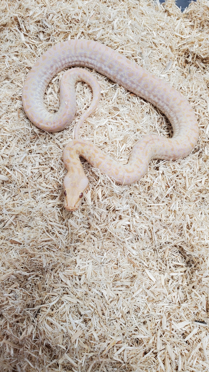 Pearl Granite Burmese Python by Party animalz farm - MorphMarket
