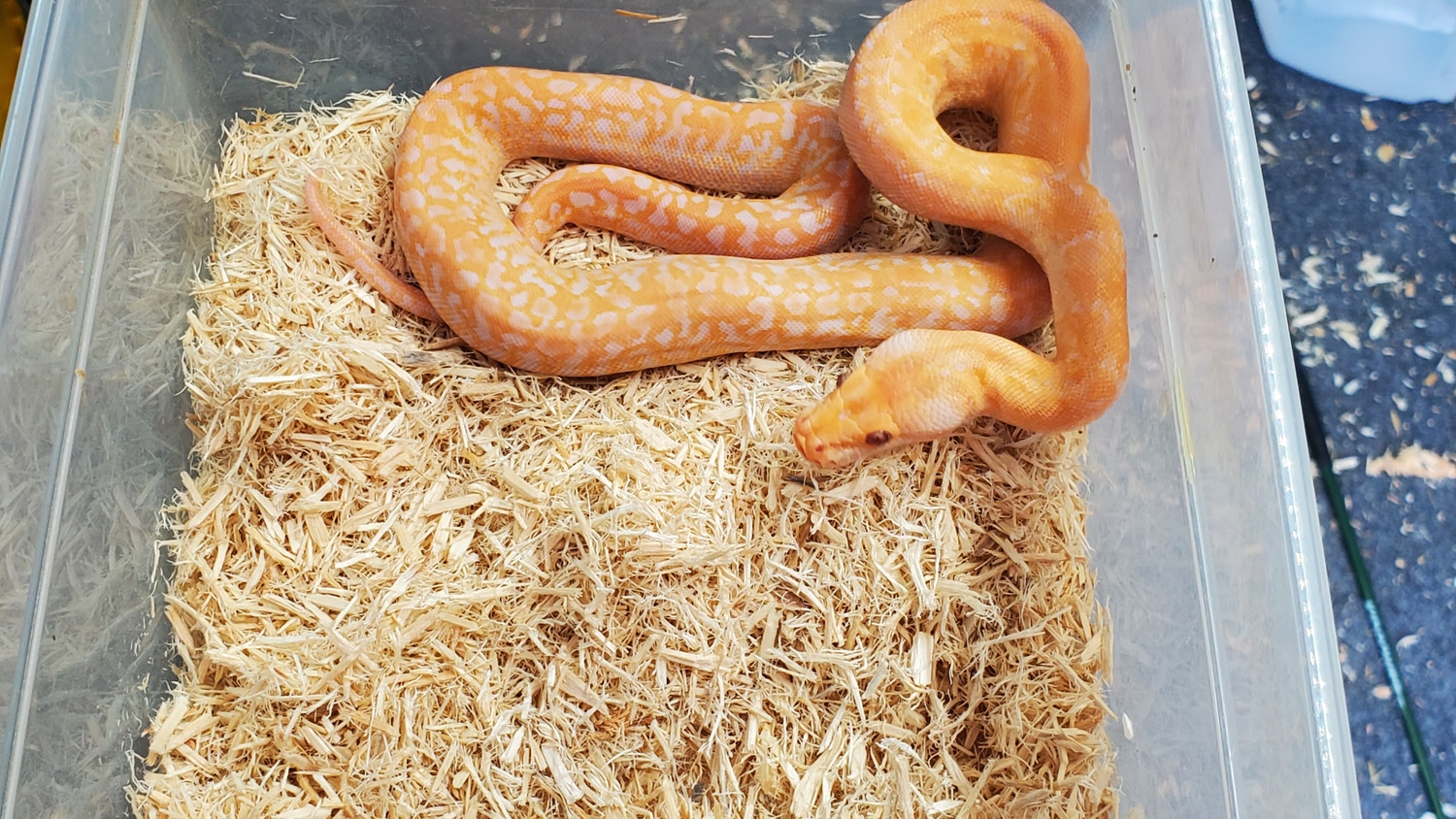 Albino Granite Burmese Python by Party animalz farm - MorphMarket