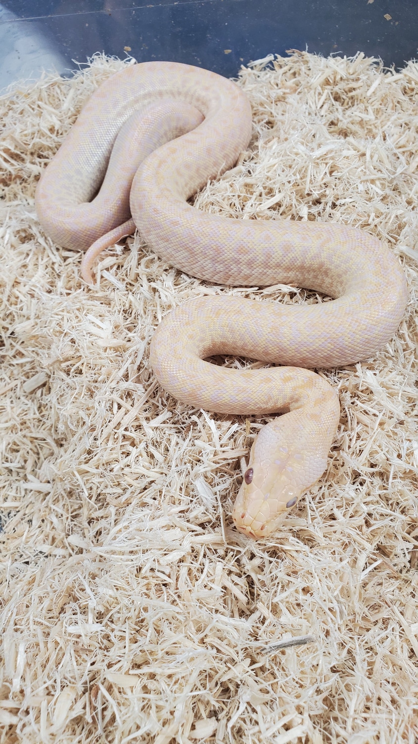 Pearl Granite SPECIAL Burmese Python by Party animalz farm - MorphMarket