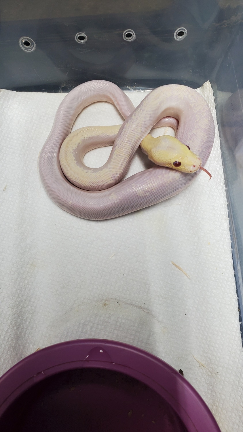 Blizzard Granite Burmese Python by Party animalz farm - MorphMarket