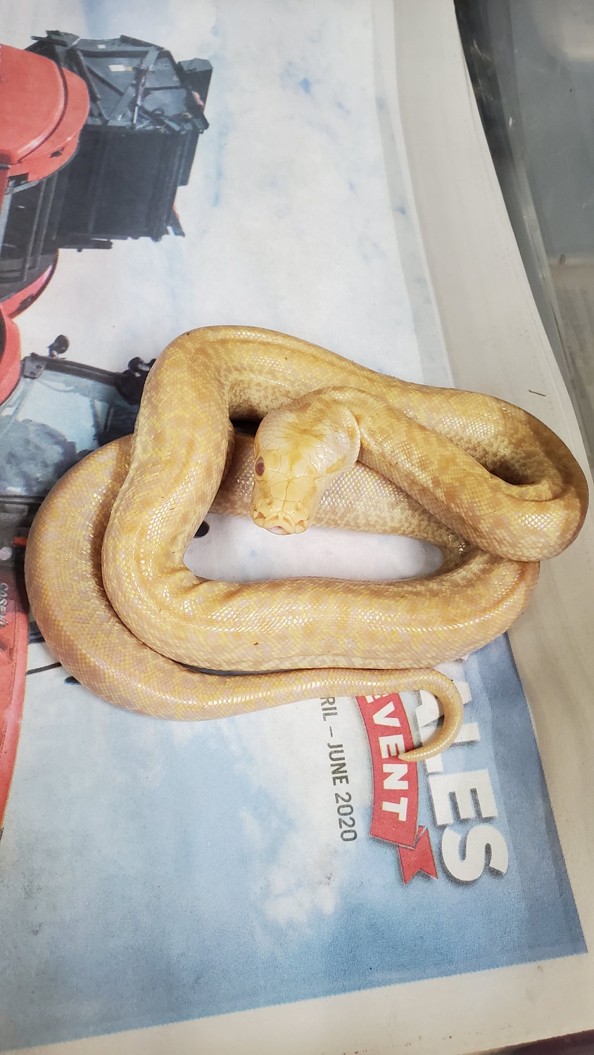 Pearl Granite 1 Eyed Burmese Python by Party animalz farm - MorphMarket