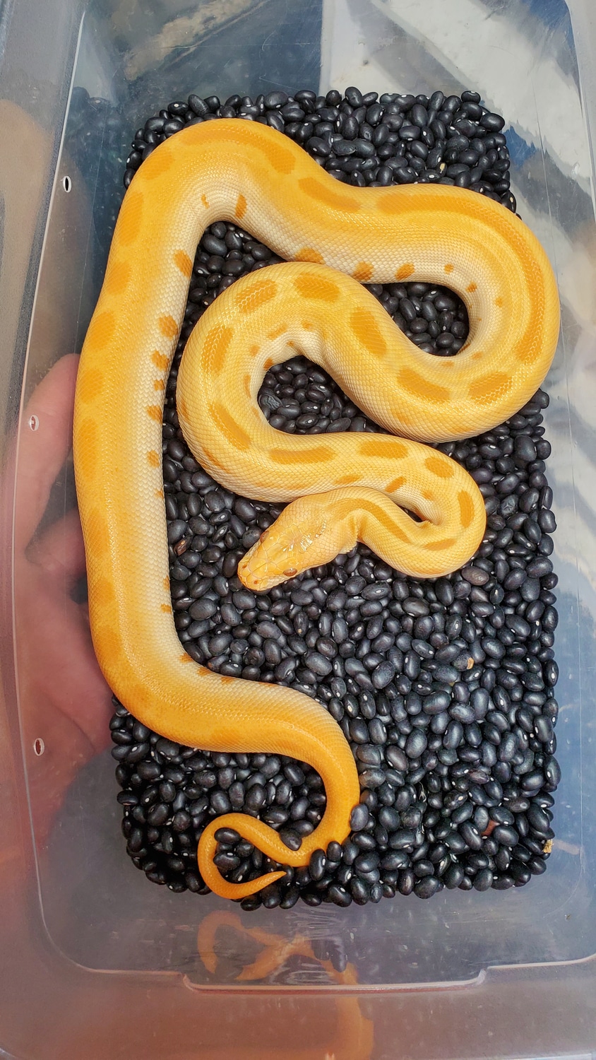 Holdback Albino Green Ph Granite Burmese Python by Party animalz farm ...