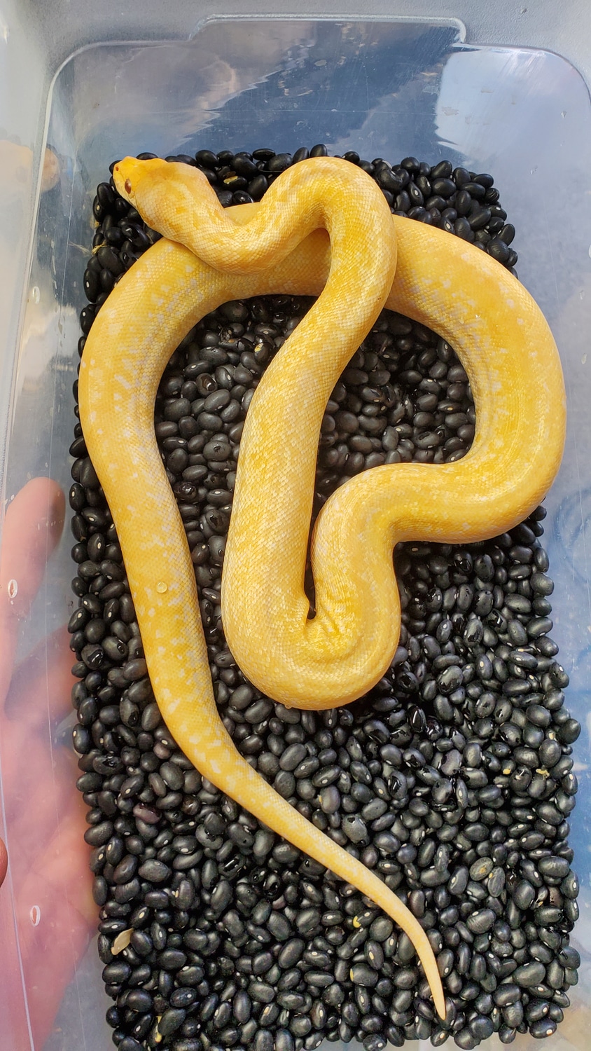 Albino Granite Burmese Python by Party animalz farm - MorphMarket