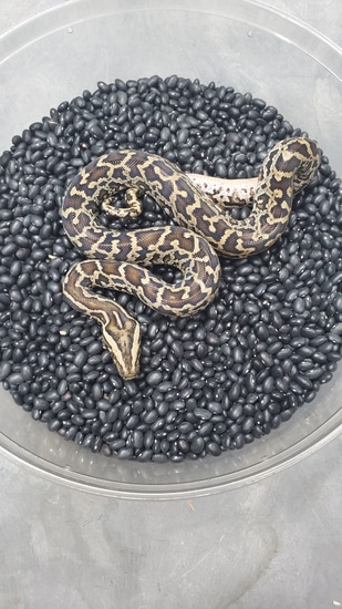 Half Dwarf 66% Het Albino Burmese Python by Party animalz farm