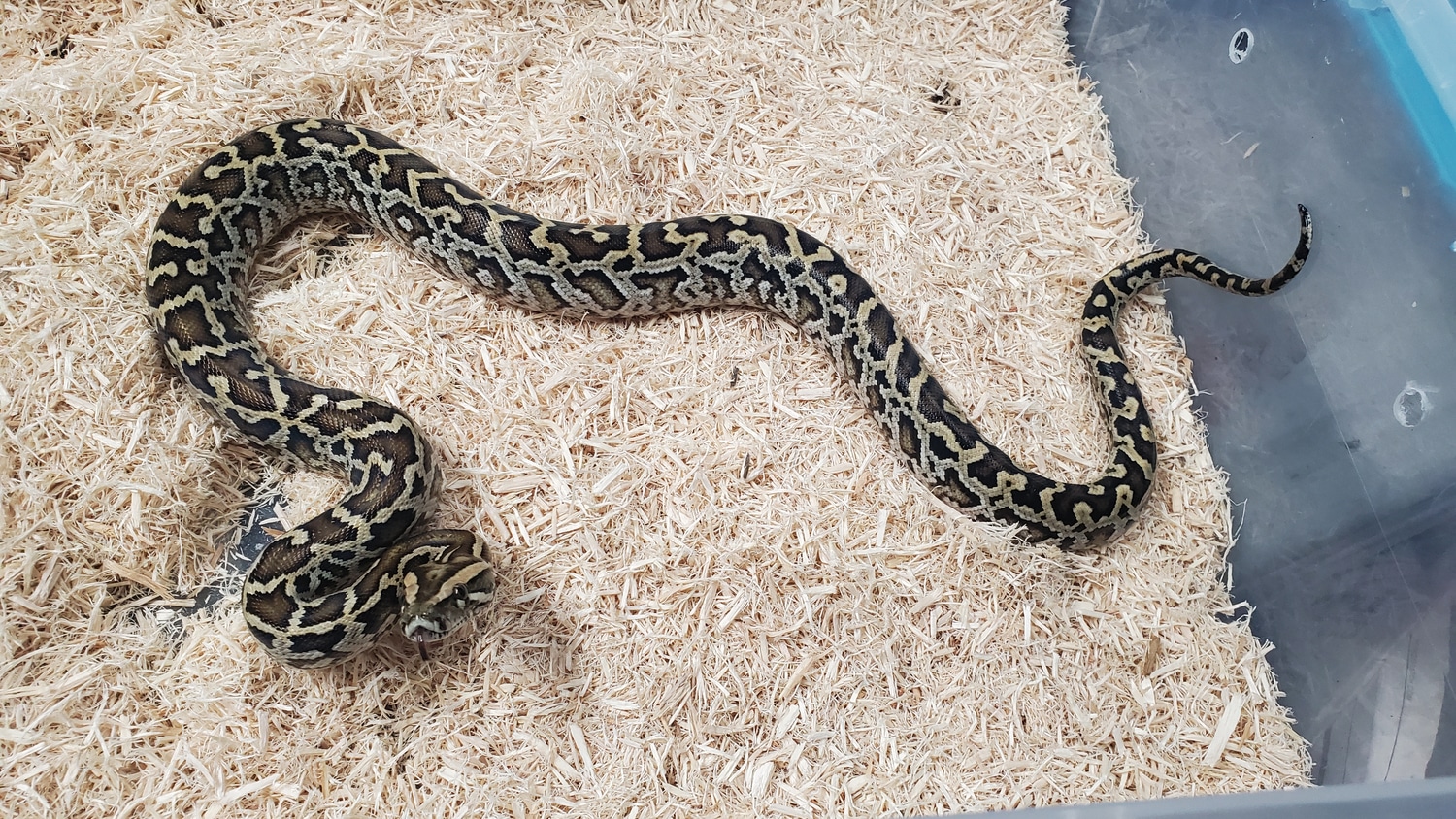 Half Dwarf 66% Het Albino Burmese Python by Party animalz farm ...