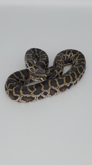 Het Caramel Female Burmese Python by Party animalz farm