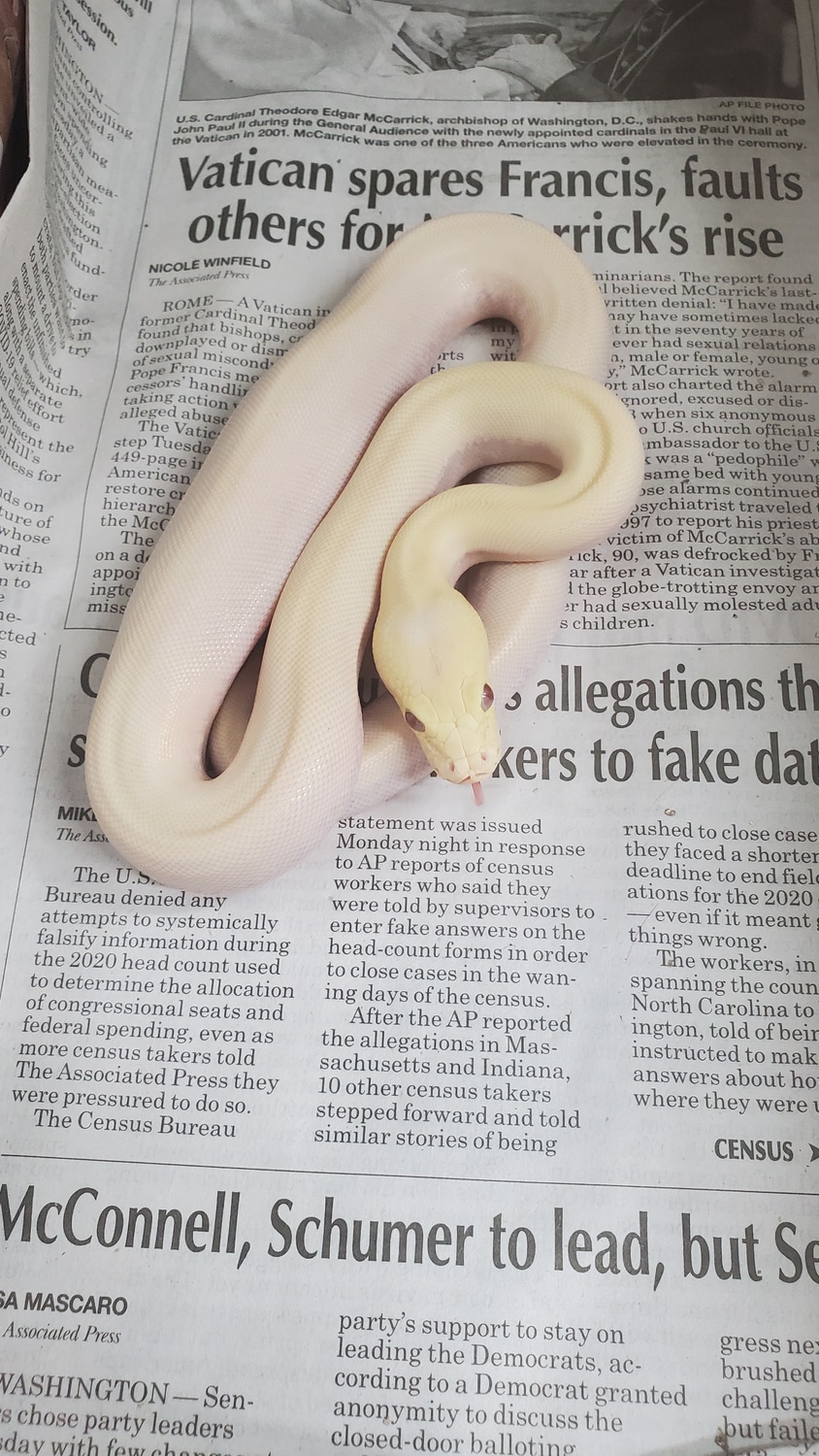 Blizzard Het Green Granite Burmese Python by Party animalz farm ...