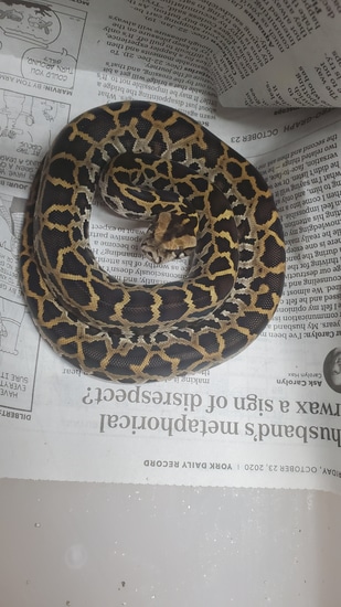 Normal Triple Het Burmese Python by Party animalz farm