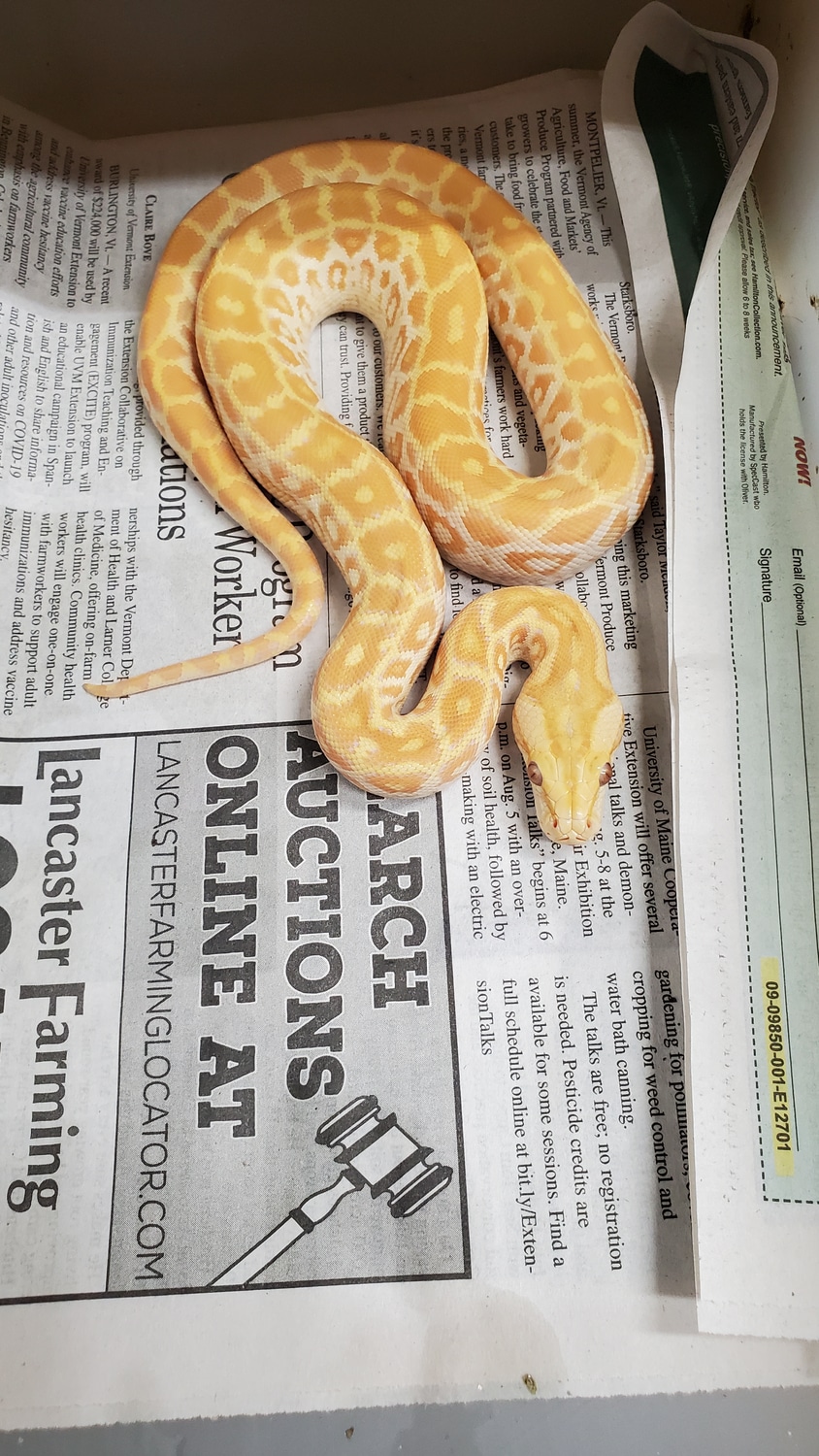 Pearl Dh Green Granite Burmese Python by Party animalz farm - MorphMarket