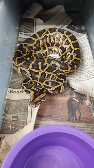 Het Caramel Gulf Coast Burmese Python by Party animalz farm