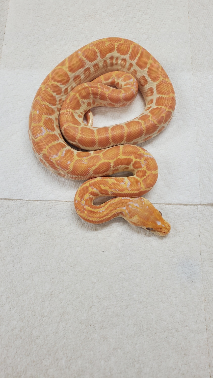 Pearl Poss Het Green Burmese Python by Party animalz farm - MorphMarket