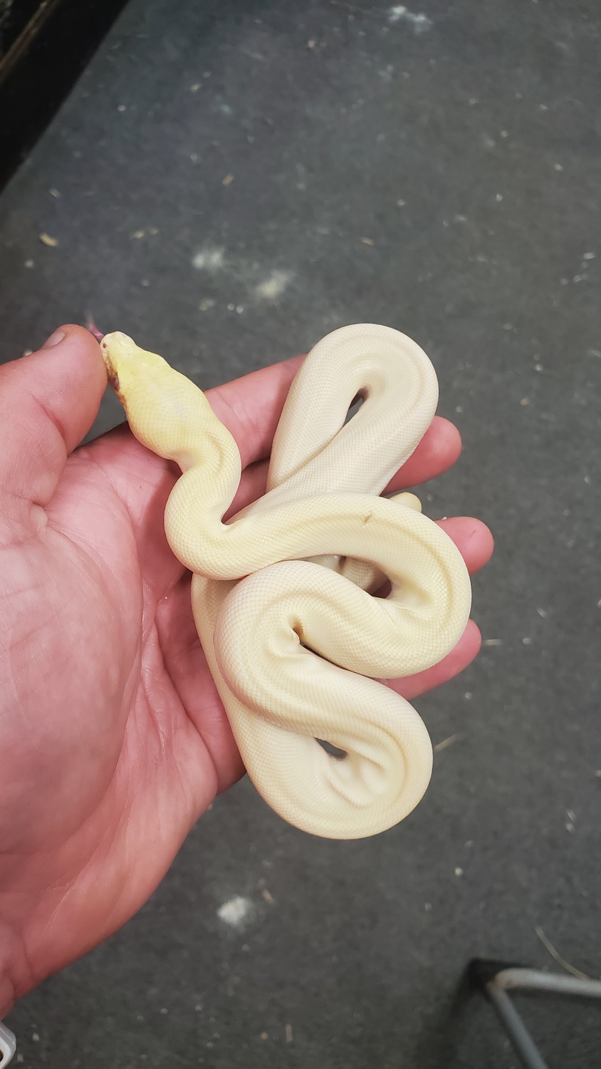 SALE Blizzard 66% Het Green Burmese Python by Party animalz farm ...