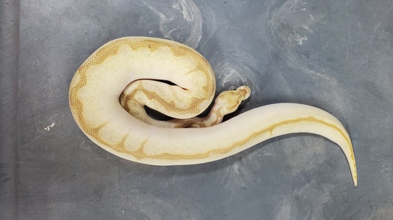 Leo Butterbee Clown Female Ball Python by Party animalz farm