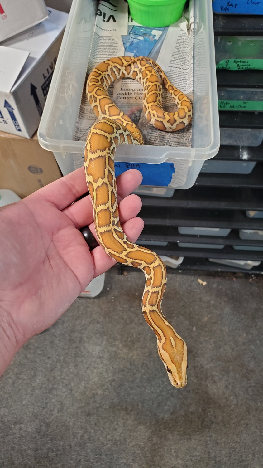 Caramel Female Burmese Python by Party animalz farm - MorphMarket