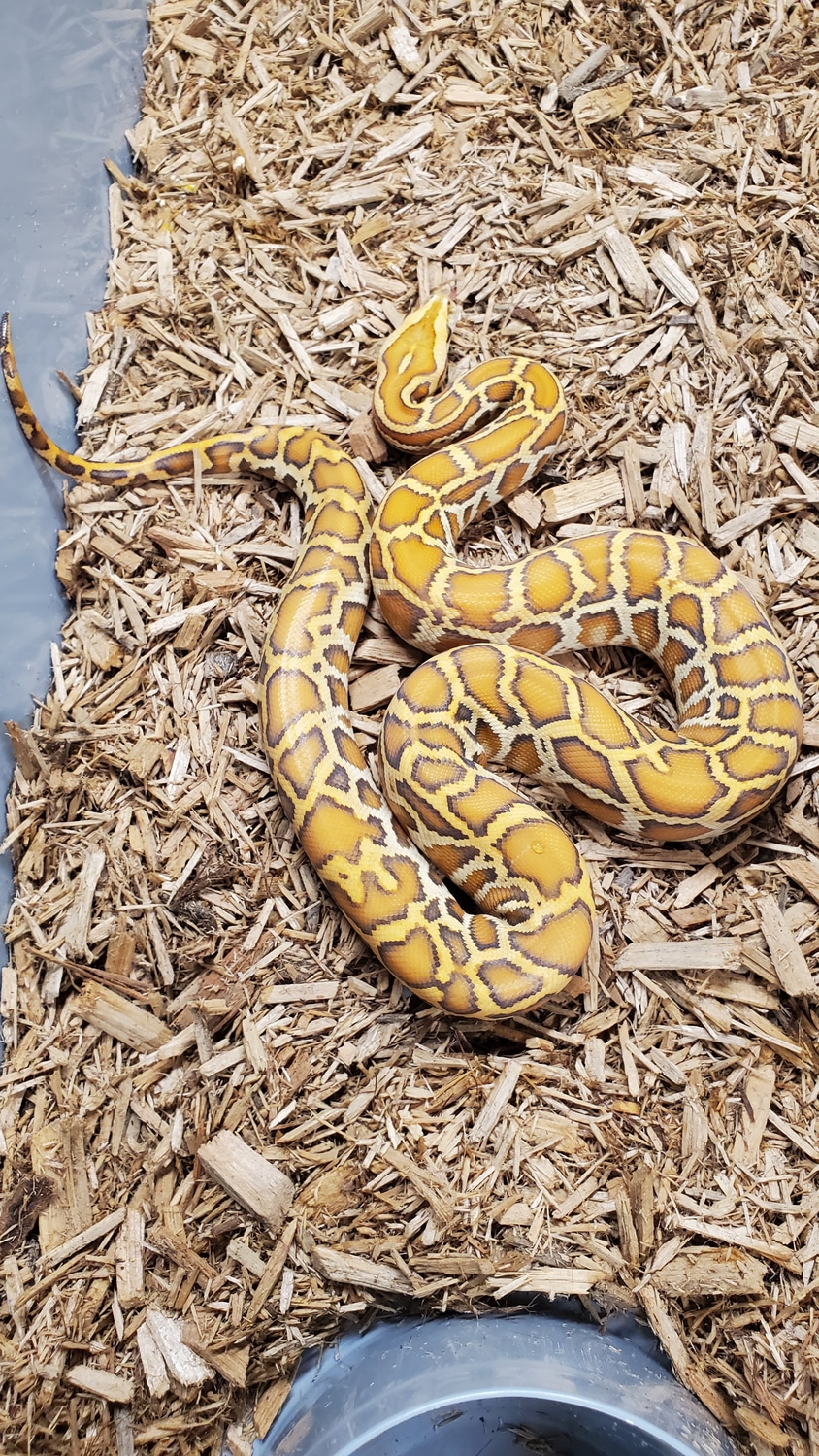 Caramel Female Burmese Python by Party animalz farm - MorphMarket