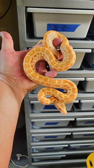 Pearl Poss Het Green Female Burmese Python by Party animalz farm