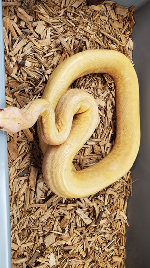 Gulf Coast Caramel Green Granite Poss Het Albino Burmese Python by ...