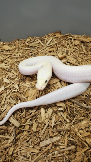 Ivory Poss Triple Het Burmese Python by Party animalz farm