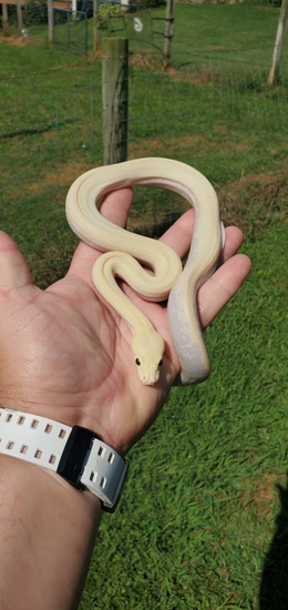 SUPER FRIENDLY Ivory Labyrinth Het Albino Burmese Python by Party ...