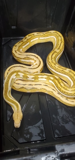 Holdback Ogs Reticulated Python by Party animalz farm