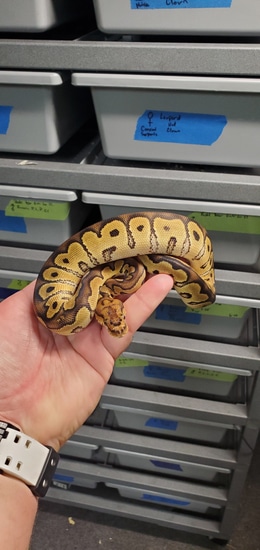 Clown Ball Python by Party animalz farm