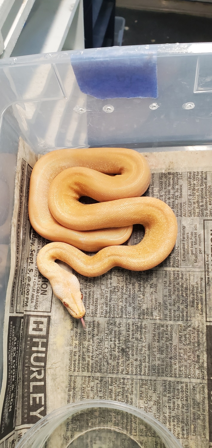 Albino Green Granite Burmese Python by Party animalz farm - MorphMarket