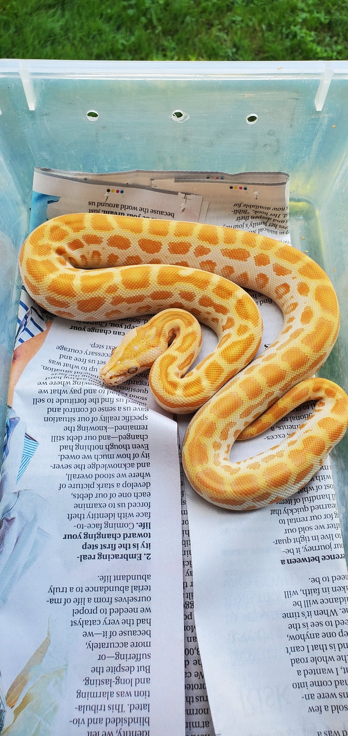 Pearl Burmese Python by Party animalz farm - MorphMarket