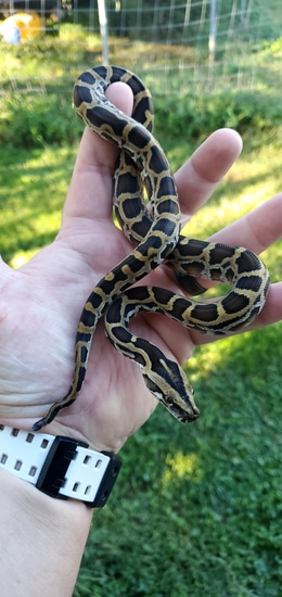 Normal Burmese Python by Party animalz farm