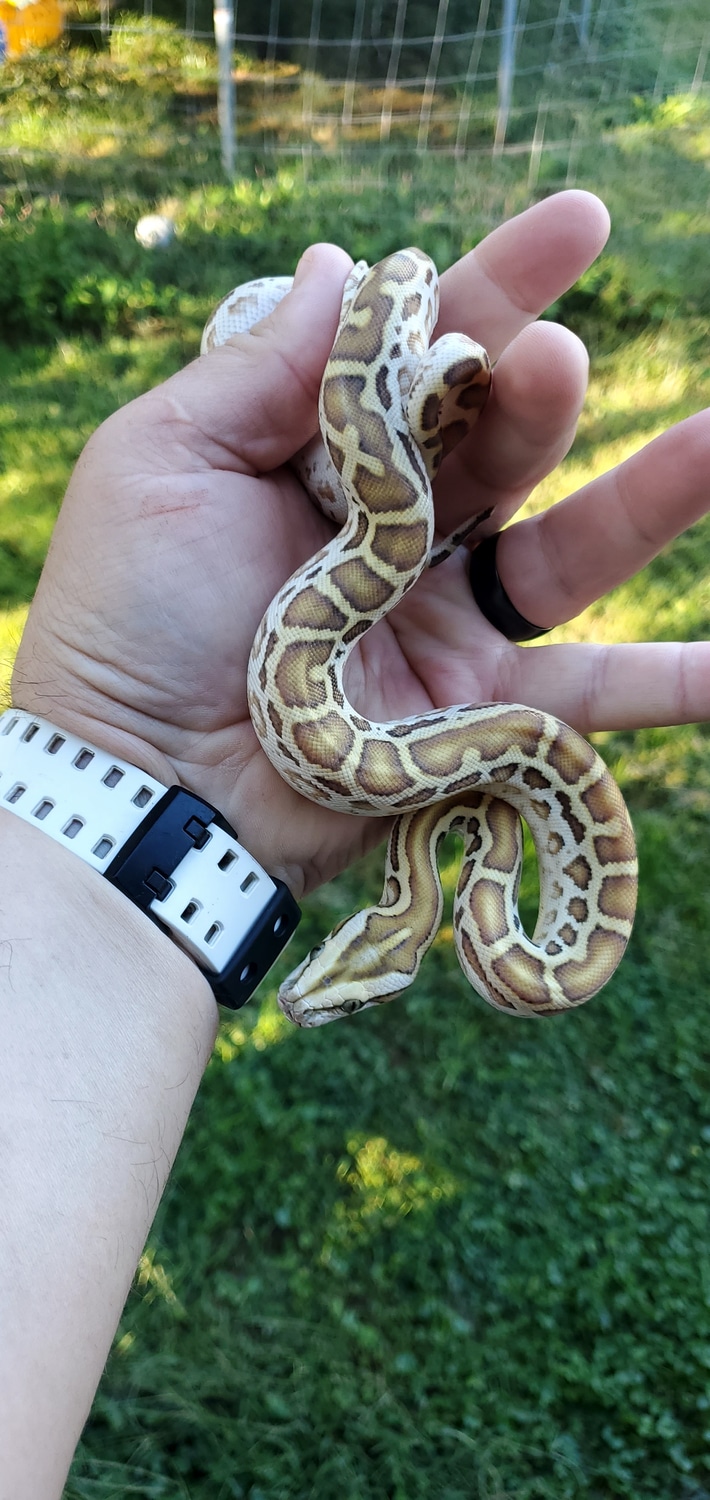 Hypo Burmese Python by Party animalz farm - MorphMarket