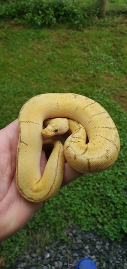 Spinnerblast Clown Ball Python by Party animalz farm
