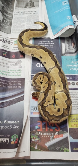 Blade Clown Ball Python by Party animalz farm