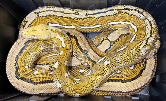 13ft Ogs Reticulated Python by Party animalz farm