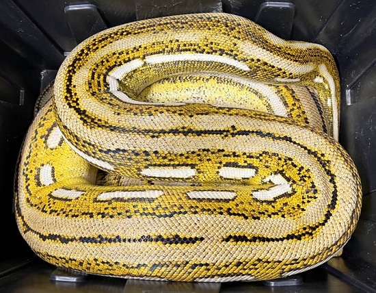 Ogs Tiger Reticulated Python by Party animalz farm