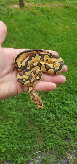 Orange Dream Fire Clown Ball Python by Party animalz farm
