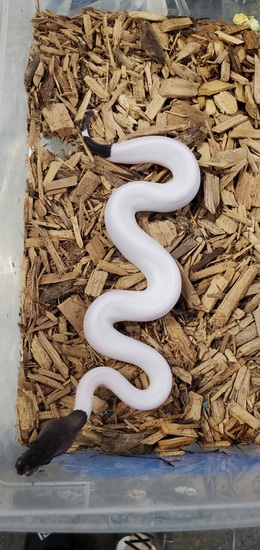 Panda Pied Ball Python by Party animalz farm