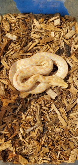 NO RESERVE Pearl 66% Het Granite Patternless Burmese Python by Party ...