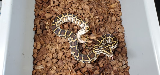 Normal Burmese Python by Party animalz farm
