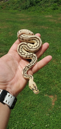 Lesser Fire Batman Ball Python by Party animalz farm