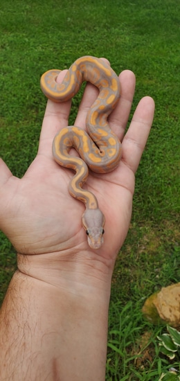 Banana Black Pastel Het Clown Ball Python by Party animalz farm