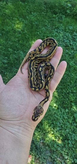 Spotnose Leopard(Poss Super Leo) Het Clown Ball Python by Party animalz ...
