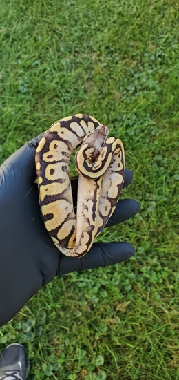Firefly Calico Het Clown Ball Python by Party animalz farm