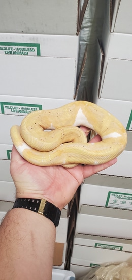 Orange Dream Banana FEMALE MAKER Pied Ball Python by Party animalz farm