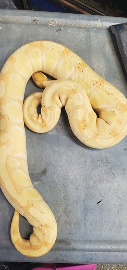 Banana Enchi Het Clown Ball Python by Party animalz farm