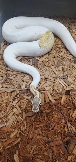 Super Pastel Yb Fire Pied Ball Python by Party animalz farm