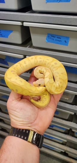 FEMALE MAKER Firefly Banana Clown Ball Python by Party animalz farm